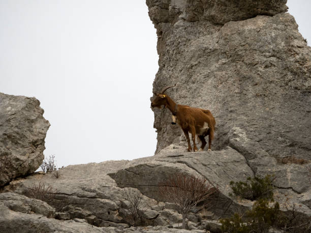Free Stock Photo of Mountain Goat Jumping Off Cliff | Download Free ...