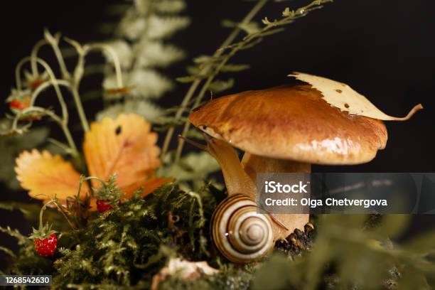 Jamur Boletus Yang Dapat Dimakan Dengan Daun Kuning Di Topi Dan Siput