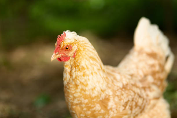 Huhn Pictures | Download Free Images on Unsplash