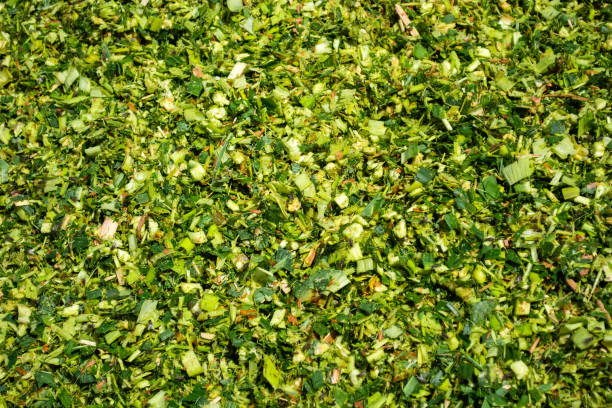 istock green mass of corn silage during placement in the pit 1268653727