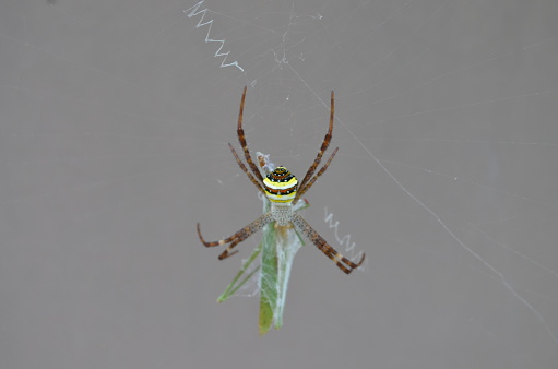 Argiope Anasuja Adalah Spesies Labalaba Penenun Orb Yang Tidak ... Argiope Anasuja Adalah Spesies Labalaba Penenun Orb Yang Tidak ...