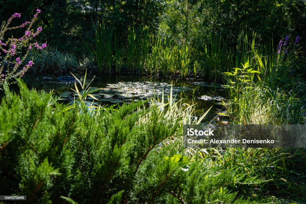 Gartenteich Mit Blühenden Seerosen Im Angelegten Garten Evergreens Und