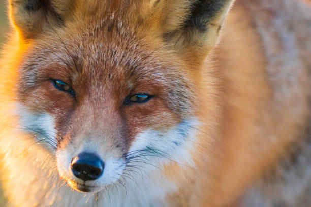 Wild Fox Pictures | Download Free Images on Unsplash