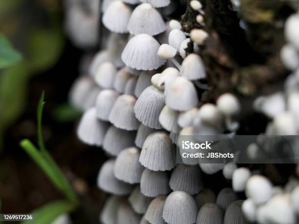 Jamur Warna Putih Kecil Atau Kerucut Pada Pohon Yang Membusuk Fokus ... Jamur Warna Putih Kecil Atau Kerucut Pada Pohon Yang Membusuk Fokus ...