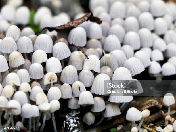 Jamur Warna Putih Kecil Atau Kerucut Pada Pohon Yang Membusuk Fokus ... Jamur Warna Putih Kecil Atau Kerucut Pada Pohon Yang Membusuk Fokus ...