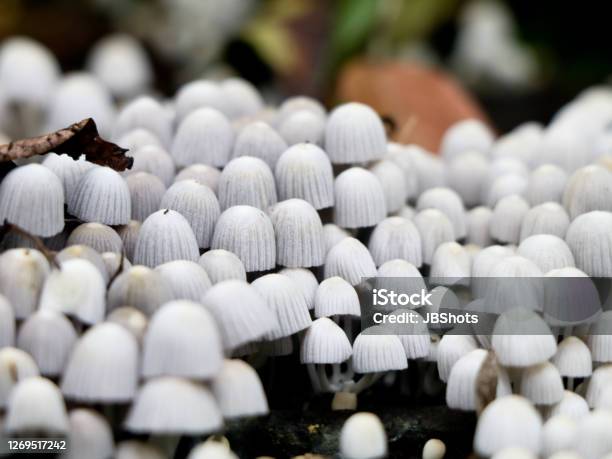 Jamur Warna Putih Kecil Atau Kerucut Pada Pohon Yang Membusuk Fokus ... Jamur Warna Putih Kecil Atau Kerucut Pada Pohon Yang Membusuk Fokus ...