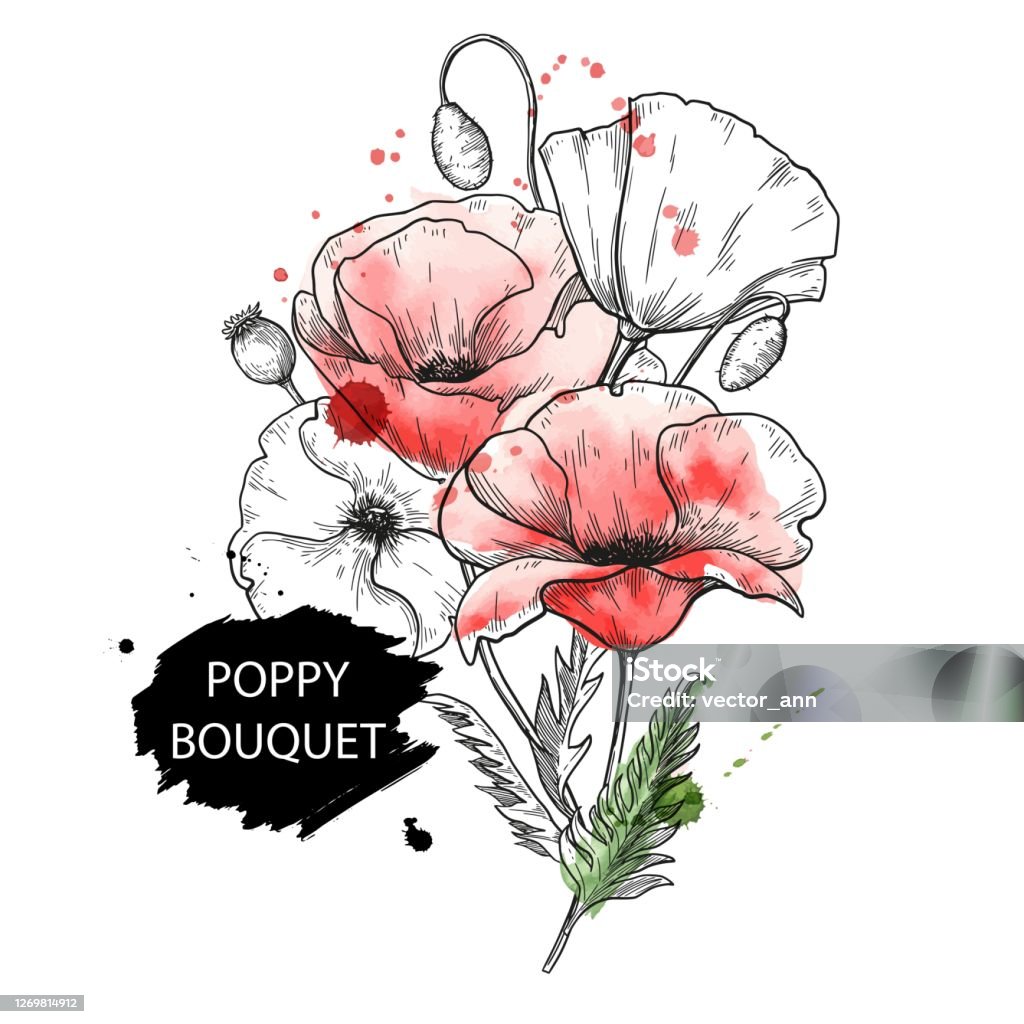 Sketsa Poppy Bunga Buket Poppy Vintage Ilustrasi Dengan Noda Cat Air