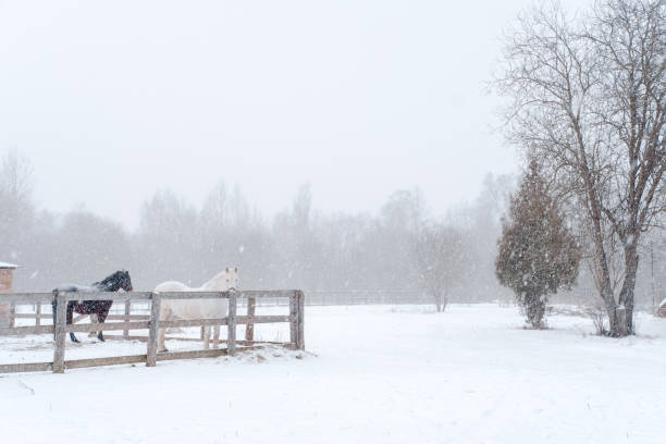 Free Stock Photo of A white horse standing in a snowy field | Download ...
