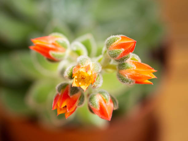 Free Stock Photo of Echeveria Setosa Mexican Firecracker Plant ...