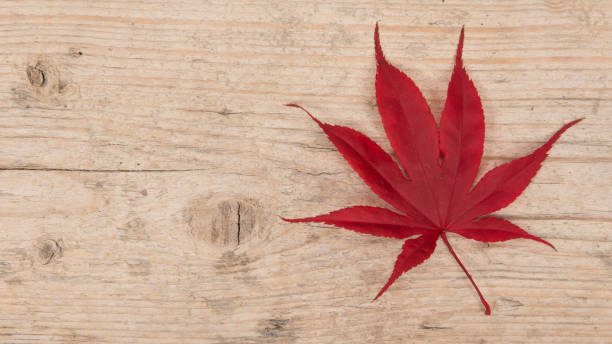 Free Stock Photo of Red maple leaf on chocolate brown wood | Download ...