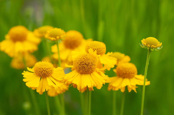 40+ Free Sneezeweed & Nature Images - Pixabay