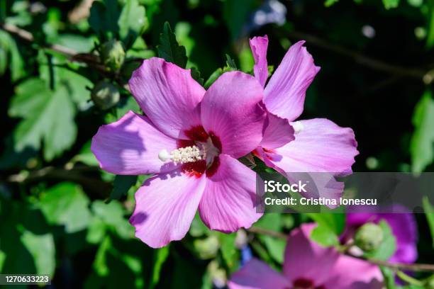Flores Rosas De Hibisco Syriacus Comúnmente Conocido Como Rosa Coreana