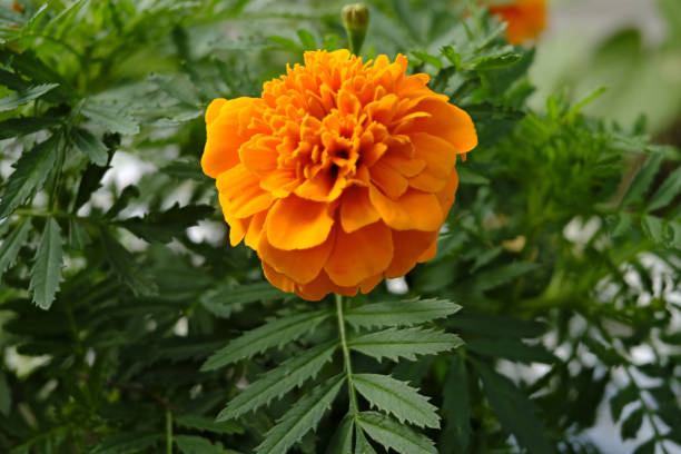 Free picture: African marigold flower (Tagetes erecta) with orange ...