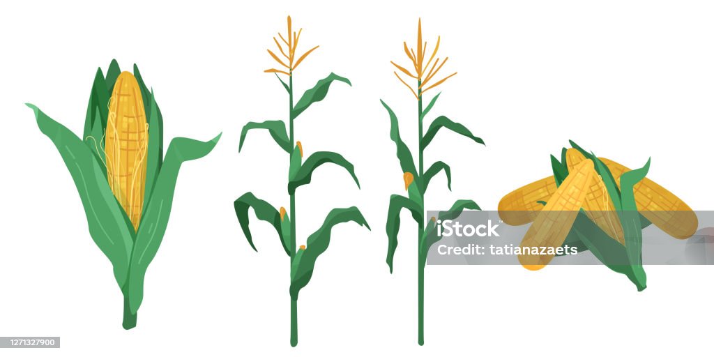 Ilustrasi Vektor Jagung Dalam Gaya Kartun Datar Tumpukan Tongkol Jagung ... Ilustrasi Vektor Jagung Dalam Gaya Kartun Datar Tumpukan Tongkol Jagung ...