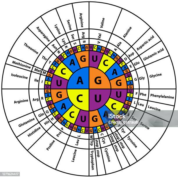 Codon Definition And Examples Biology Online Dictionary | atelier-yuwa ... Codon Definition And Examples Biology Online Dictionary | atelier-yuwa ...