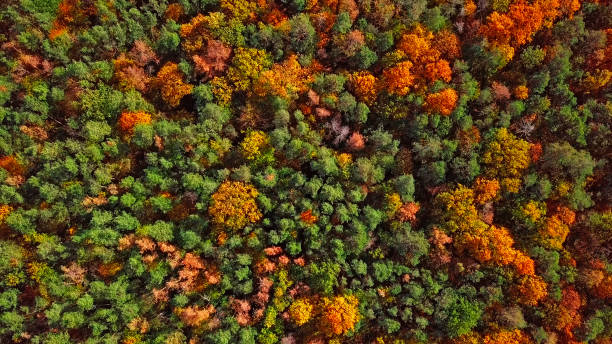 Free Stock Photo of Vivid autumn forest aerial landscape | Download ...