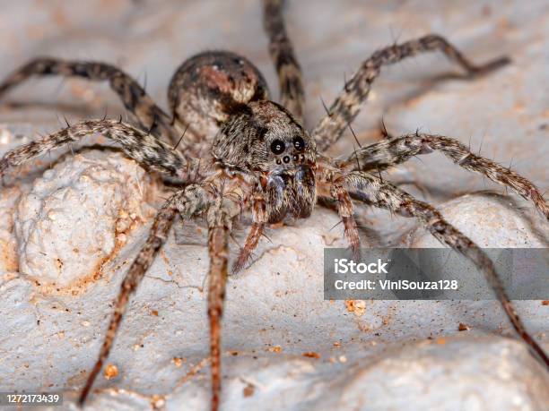 Labalaba Serigala Foto Stok - Unduh Gambar Sekarang - Alam, Arachnida ... Labalaba Serigala Foto Stok - Unduh Gambar Sekarang - Alam, Arachnida ...