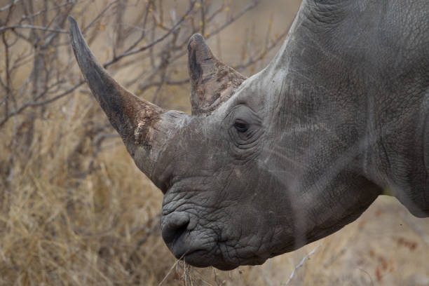 Free Stock Photo of Close-Up of a Rhinos Face and Neck | Download Free ...