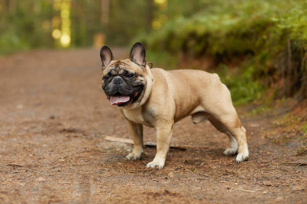 60+ Shar Pei And A French Bulldog Puppy Stock Photos, Pictures ... 60+ Shar Pei And A French Bulldog Puppy Stock Photos, Pictures ...