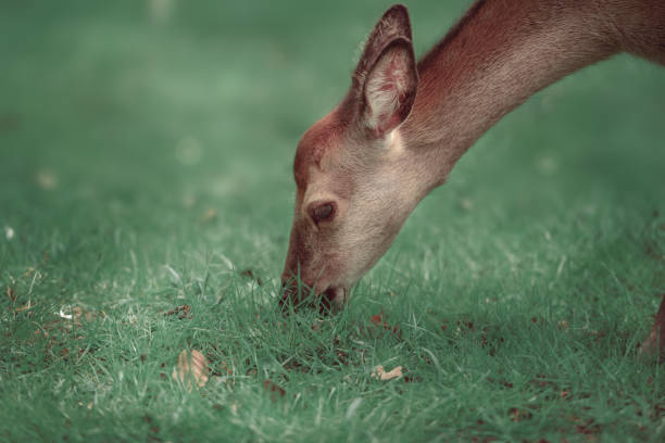 Free Stock Photo of Close Up of a Deer Eating Grass | Download Free ...