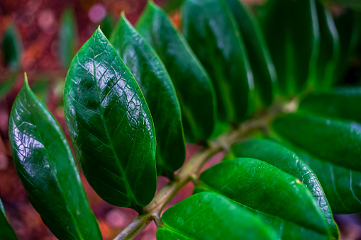 Daun Hijau Atau Zamioculcas Zamiifolia Latar Belakang Tekstur Tanaman