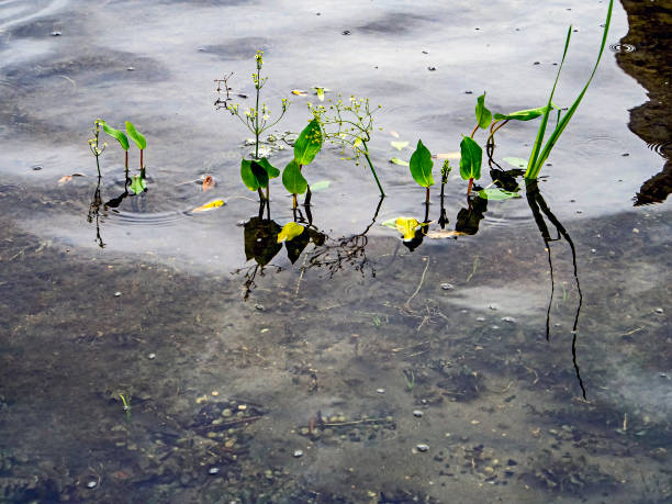 Free picture: swamp, driftwood, aquatic plant, water, nature, outdoors ...