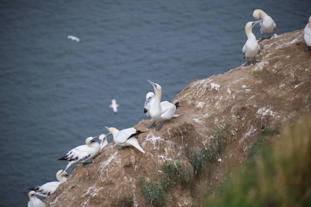 Free Stock Photo of Group of Animals Standing on Top of Cliff ...