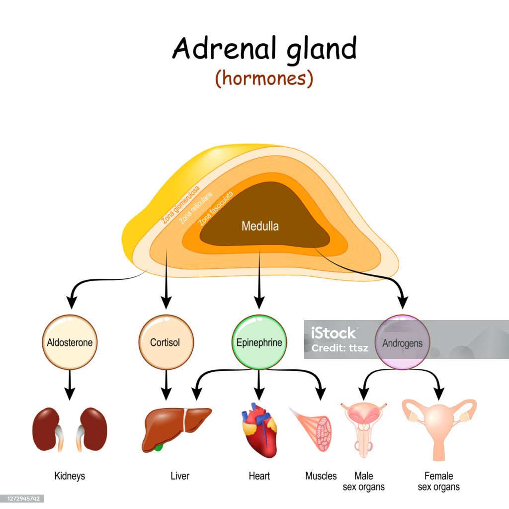 Hormones Of Adrenal Glands And Internal Organstargets For Androgens Epinephrine Cortisol And