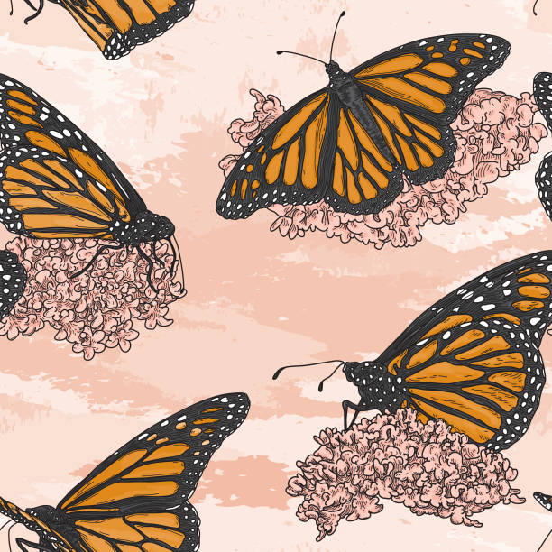 Monarch Butterfly Milkweed Illustrations Royalty Free Vector Graphics