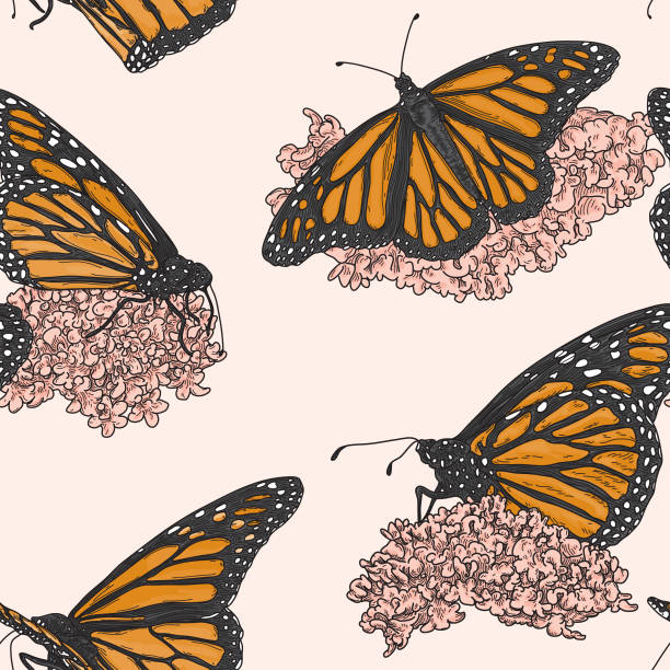 Monarch Butterfly Milkweed Illustrations Royalty Free Vector Graphics