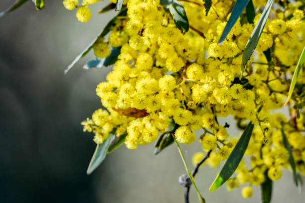 1K+ Australian Native Flower Pictures | Download Free Images on Unsplash