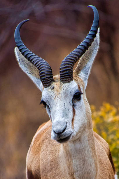 Springbok Pictures | Download Free Images on Unsplash
