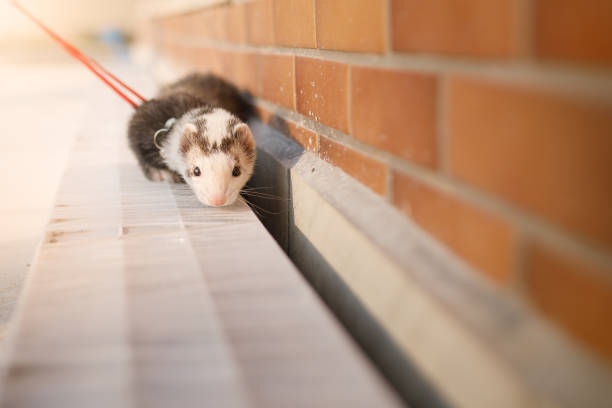 30,000+ Ferret Pictures | Download Free Images on Unsplash