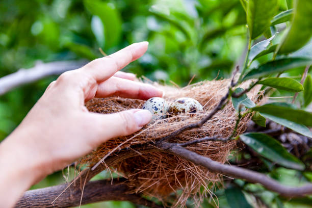 Free Stock Photo of Person Holding Bird Nest in Hand | Download Free ...
