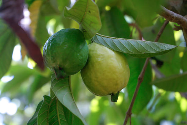 qalqilya Premium Photos, Pictures and Images by Istock