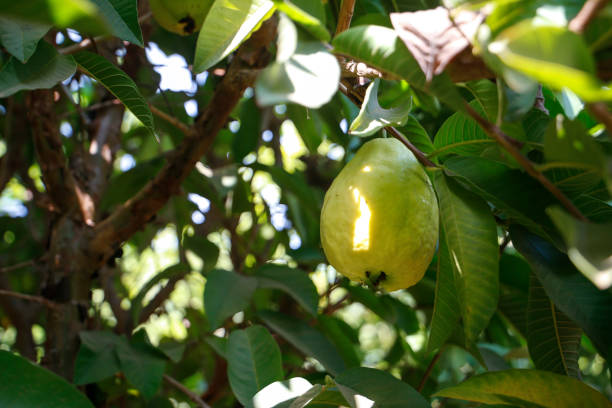 qalqilya Premium Photos, Pictures and Images by Istock