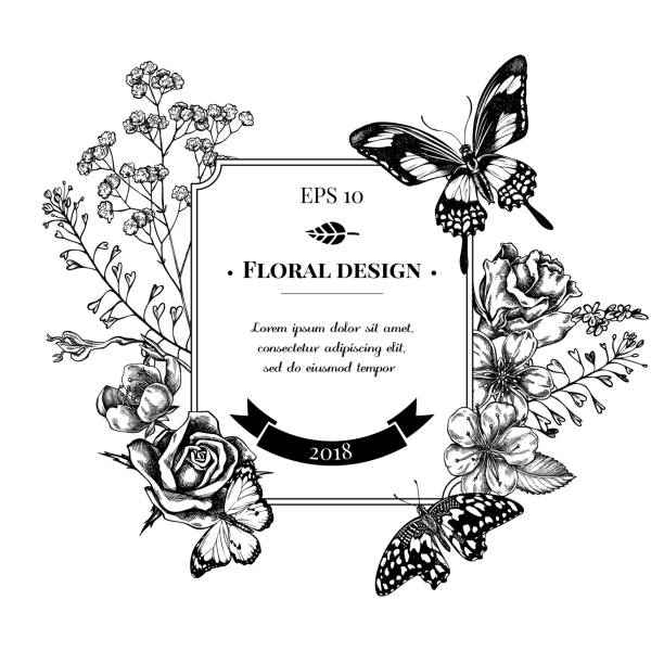 Gypsophile Illustrations Vectoriels Et Illustrations Libres De Droits