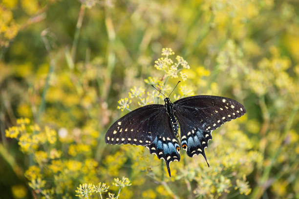 Free picture: zebra, swallowtail butterfly, eurytides, protesilaus ...