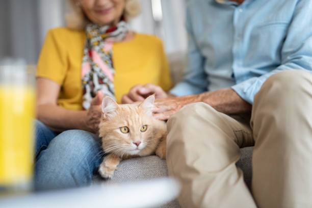Maine Coon Cat Pictures | Download Free Images on Unsplash