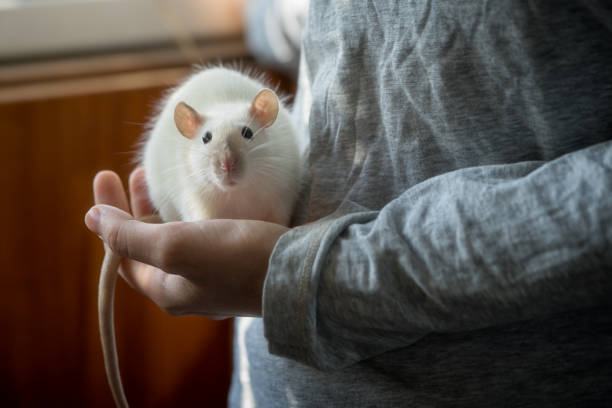 Free Stock Photo of Person Holding a Rat in Their Hands | Download Free ...
