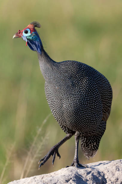 Guinea Fowl Pictures | Download Free Images on Unsplash