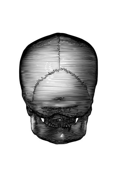80 Sphenoid Bone Illustrations Stock Illustrations Royalty Free Vector Graphics And Clip Art