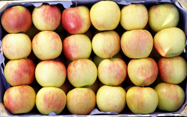 Free picture: Organic apples fresh fruit in plastic boxes on marketplace