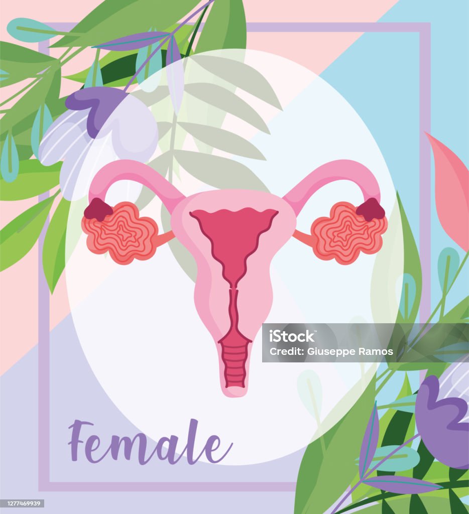 Female Human Reproductive System Organ Of The Uterus With Flowers Stock