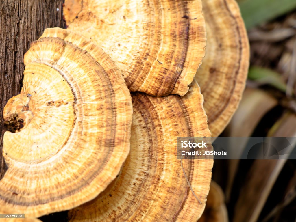 Jamur Atau Kerucut Multi Warna Pada Batang Kelapa Yang Membusuk Fokus ... Jamur Atau Kerucut Multi Warna Pada Batang Kelapa Yang Membusuk Fokus ...