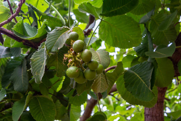 Free Stock Photo of Pequi fruit | Download Free Images and Free ...