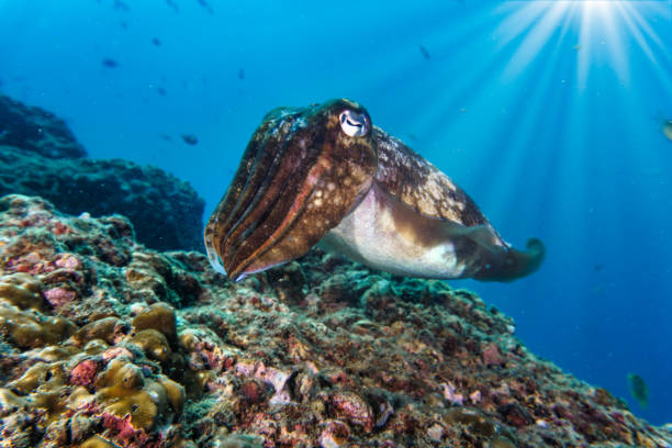 Cuttlefish Pictures | Download Free Images on Unsplash