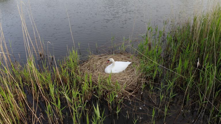 Free Sewan Grass Videos Download