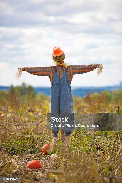 Orangorangan Sawah Di Ladang Labu Foto Stok Unduh Gambar Sekarang