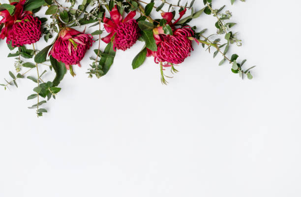 Australian Native Flowers Pictures | Download Free Images on Unsplash